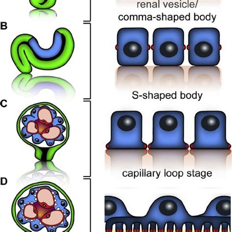 Specification Of Podocyte Cellcell Contacts A In The Renal Vesicle