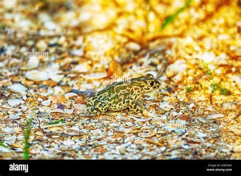 variable toad bufo viridis hunts small insects in steppe dunes stock
