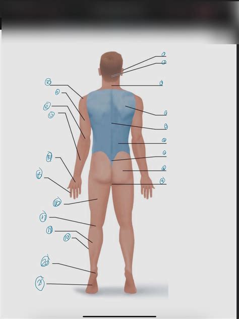 Pt 1 Diagram Quizlet