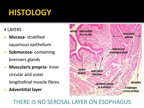 Anatomy Of Esophagus Pptx