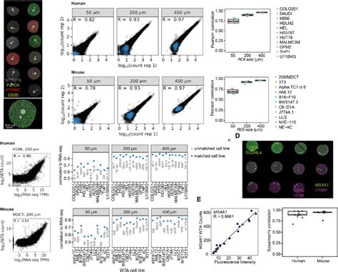 Human And Mouse Wta Data Are Reproducible And Correlated With Rna Seq