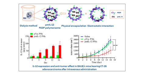 Cationic Polyphosphazene Vesicles For Cancer Immunotherapy By Efficient In Vivo Cytokine Il 12