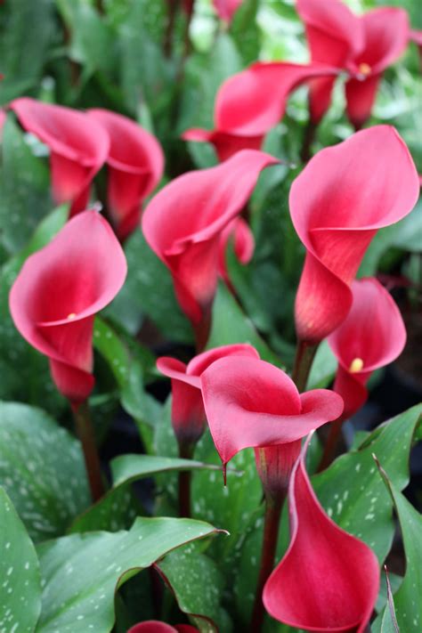 Zantedeschia Red Charm Rhizome Brighter Blooms