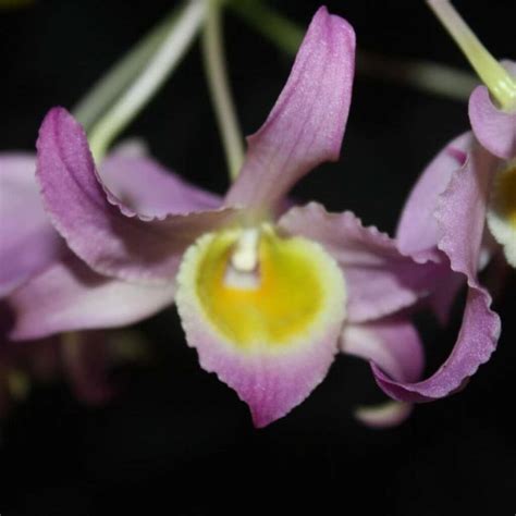 Dendrobium Findlayanum August 26 2025