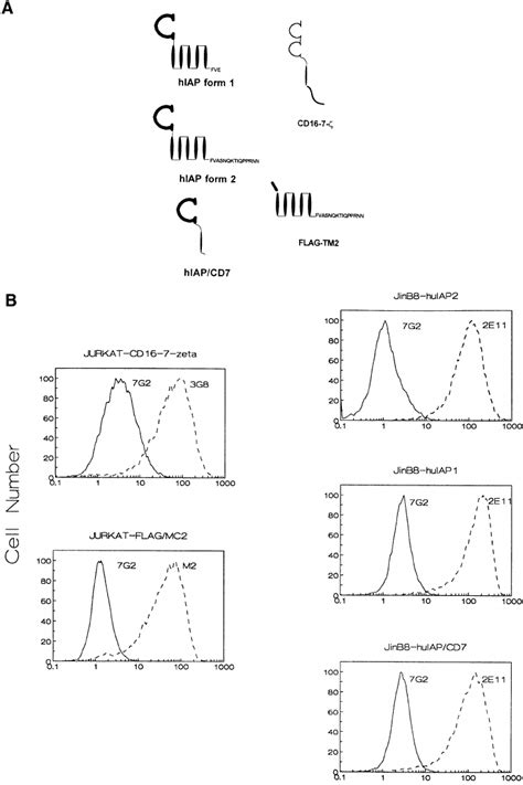 Schematic Representation Of The Native And Chimeric Molecules Used In Download Scientific