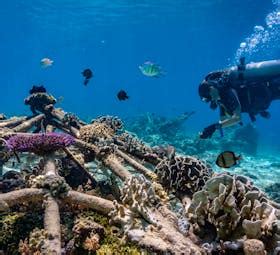 Biorock Coral Reef Restoration Fais Du Bénévolat En Indonésie 2025