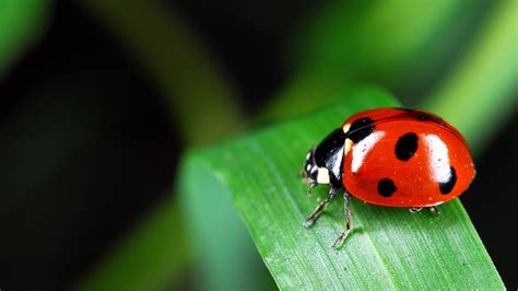 Gray Ladybugs