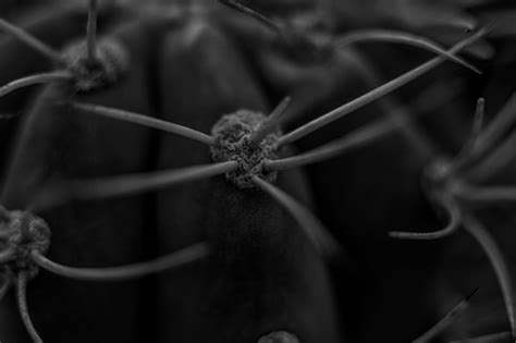 모노크롬 추상 배경입니다 나뭇잎의 질감은 클로즈업 얕은 하 작은 깊이와 흐려 현대 미술 인테리어 디자인을 위한 포스터 0명에 대한 스톡 사진 및 기타 이미지 Istock