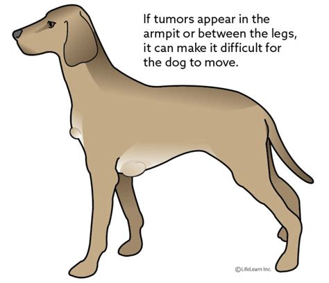 What Causes Fatty Lipomas In Dogs