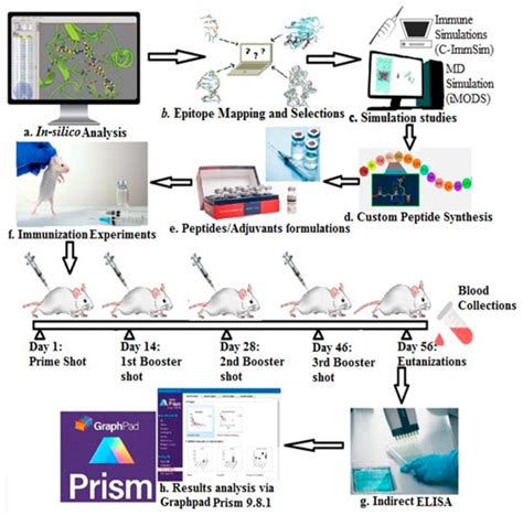 Vaccines Free Full Text In Vivo Validation Of Novel Synthetic Tbp1