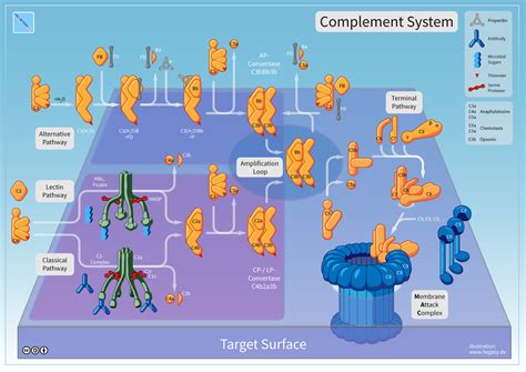 Complement Pathways Types Functions Regulation Artofit