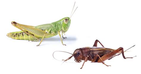 Are Crickets And Grasshoppers Related Arrow Exterminating