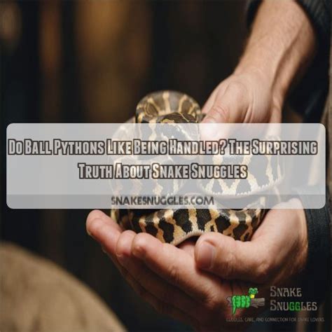 Do Ball Pythons Like Being Handled The Surprising Truth About Snake Snuggles