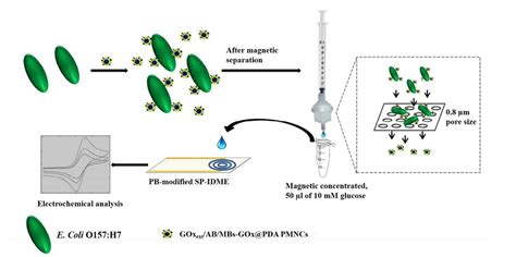 Electrochemical Biosensor Construction For E Coli O157h7 Detection