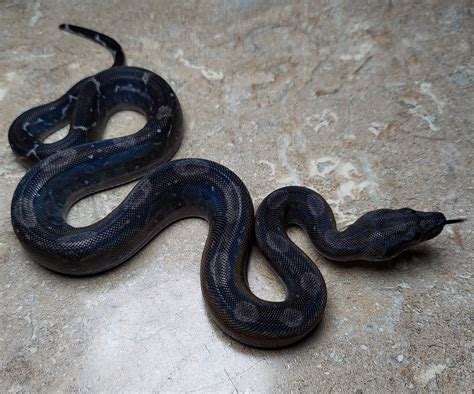 Black Devil Male 4 Boa Constrictor By Xxicenturywarriorreptiles Soul