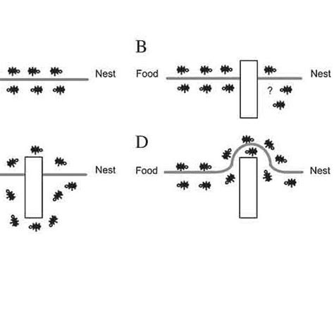 Figure1 Finding By Ants Path From Nest To Food Source Download