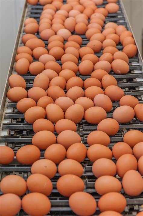 How To Optimize Layer Flock Performance Novocenter