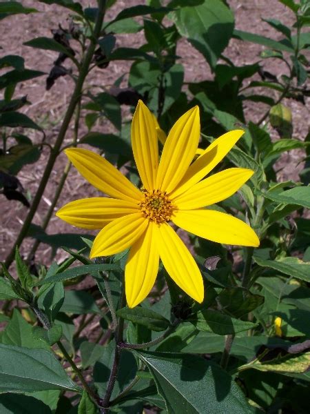 Identify Subclass Dicots Plants Attempts 106 Quiz Trivia And Questions