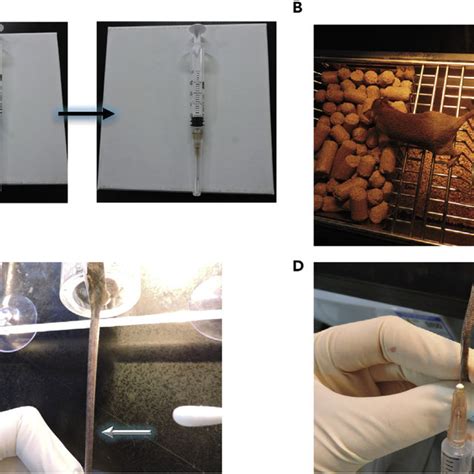 Detailed Procedure Of Hydrodynamic Injection A Picture Of 2 Ml