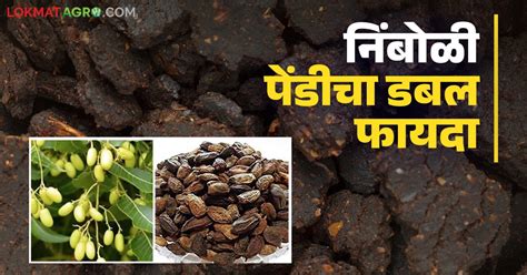 कीड व रोगांच्या नियंत्रणासाठी निंबोळी पेंडीवर मेटॅऱ्हाझीयम व ट्रायकोडर्मा बुरशी कशी वाढवावी