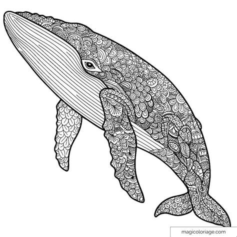 Schattige Walvis Omtrek