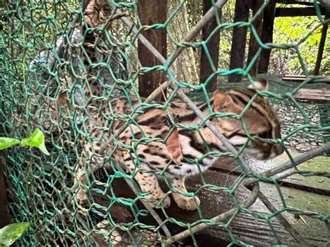 ឆ្មាដាវញីមួយក្បាលទៀត គ្រោងដោះលែងបន្ថែមក្នុងព្រៃធម្មជាតិនៃឧទ្យានអង្គរ