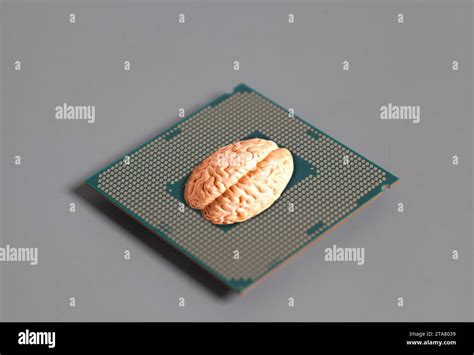 Human Brain Anatomical Model With CPU Processor Microchip On Gray Background Stock Photo Alamy