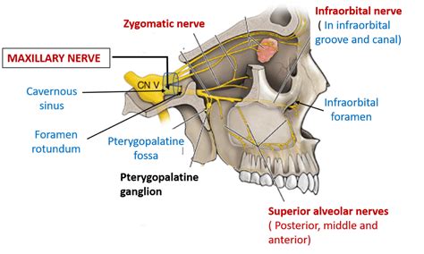 Infraorbital Nerve Function Trigeminal Nerve Ento Key