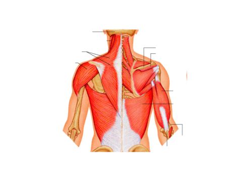 Back Muscle Anatomy Quiz