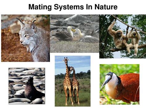 Ppt Bioe 109 Summer 2009 Lecture 10 Part I Mating Systems Powerpoint
