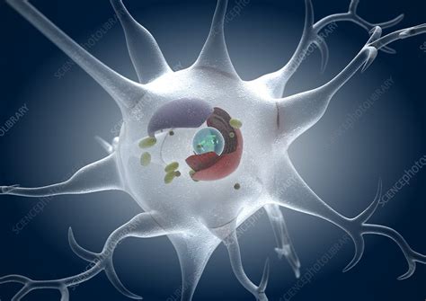 Structure Of A Nerve Cell Artwork Stock Image C Science Photo Library