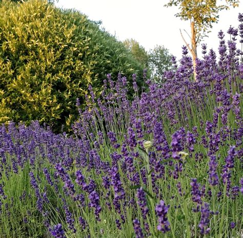 Лаванда на севере. Ленобласть | Plants, Garden