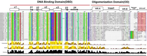 multiple sequence alignment analysis of the dna binding domain dbd