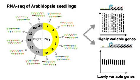 RNA Seq Reveals Noisy Gene Atlas Explains Why Twins With Identical Genes Display Unique