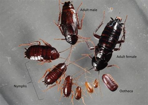 7 Ways To Eleminate American And German Cockroach Life Cycle Eco Shield