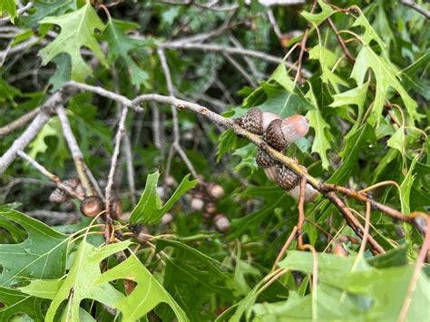 52 Seasons Blog Archive — Sommer Maxwell