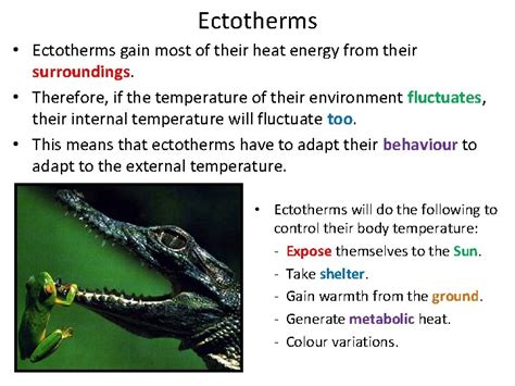 Thermoregulation Controlling Temperature What Is Thermoregulation