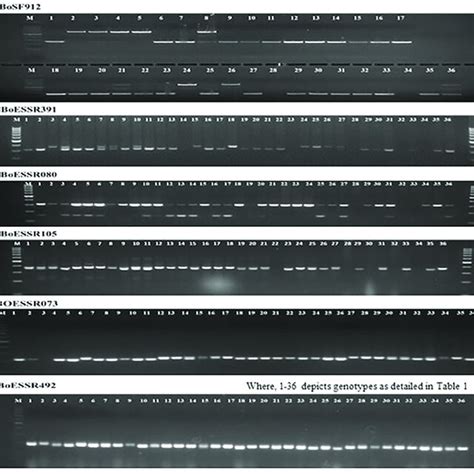 Pcr Amplification Profile Of Ssr Markers For 36 Cauliflower Genotypes Download Scientific