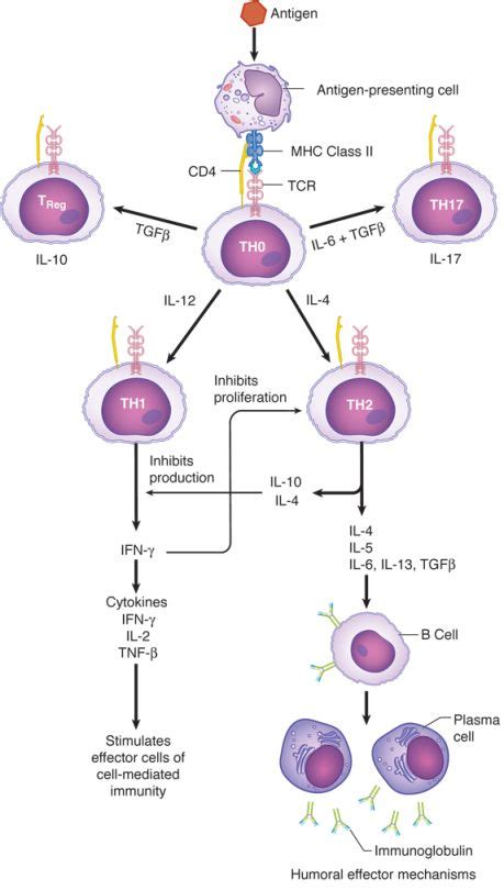 Activation Of Complement System Pathway Diagram