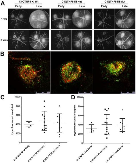Laser Induced Choroidal Neovascularization In Wild Type And C1qtnf5