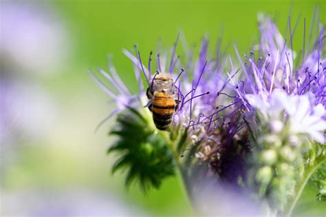 꿀벌과 꽃 Phacelia 꽃가루를 모으는 등 뒤에 앉아있는 큰 줄무늬 꿀벌의 클로즈업 여름과 봄 배경 0명에 대한 스톡 사진 및 기타 이미지 Istock