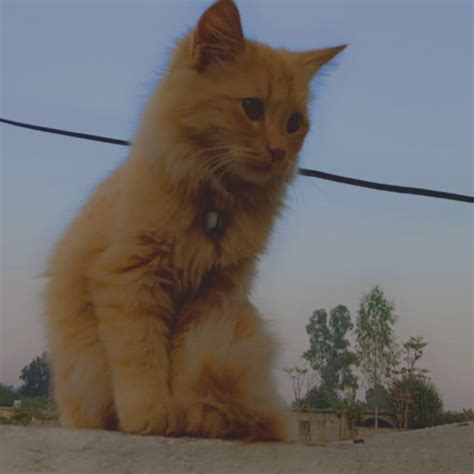 Fia Khan Fiakhan • Instagram Photos And Videos