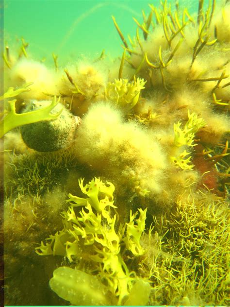 High Shore Beach Macduff Snorkel Scotland Scottish Wildlife Trust