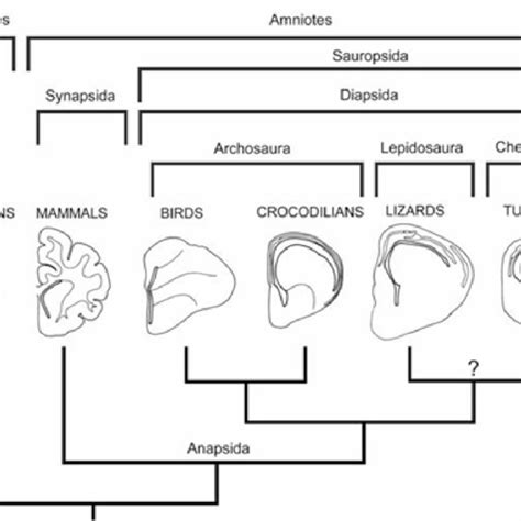 Cladogram Indicating Phylogenetic Relationships In Tetrapods In Each