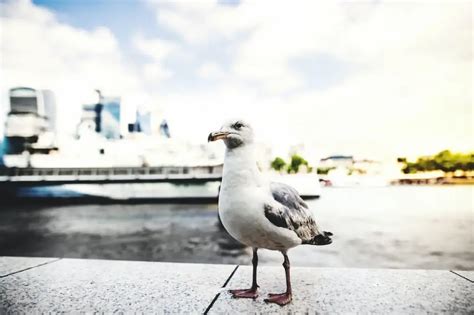 Gull Or Seagull Different Kinds Of Gulls Earth Life