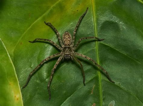 8 Dangerous Bugs In Hawaii With Pictures And Identification