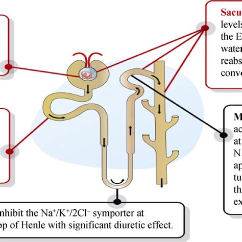Sites Of Action Of Disease Modify In Treatments And Diuretic Therapy At Download Scientific