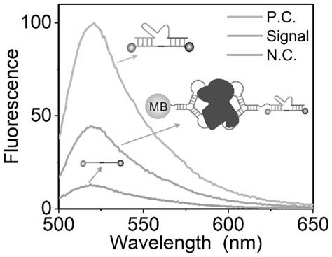 Thrombin Detection Method Based On Magnetic Separation Of Deoxyribozyme And Circular Cutting And