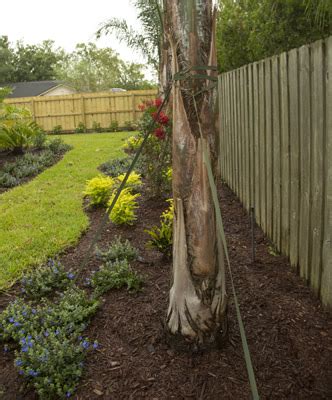 Tree Facts For Hurricane Season