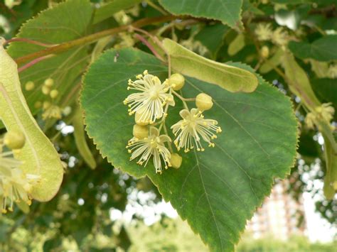 Блог: Липа ( Tília )